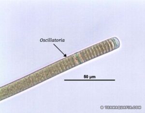 Oscillatoria - ACC Waste Water