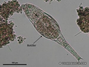 Rotifers - ACC Waste Water