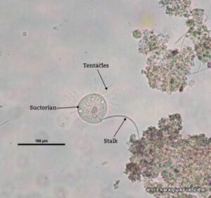 Identifying Wastewater Microorganisms - ACC Waste Water