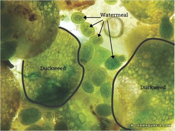 Watermeal - ACC Waste Water